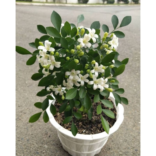 Bunga Kemuning – JALAN HIJAU ENERGI